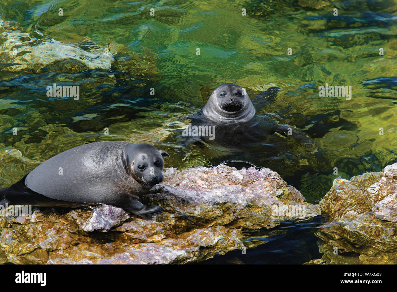 Baikal seals (Pusa sibirica) endemic to Lake Baikal, Russia, May Stock ...