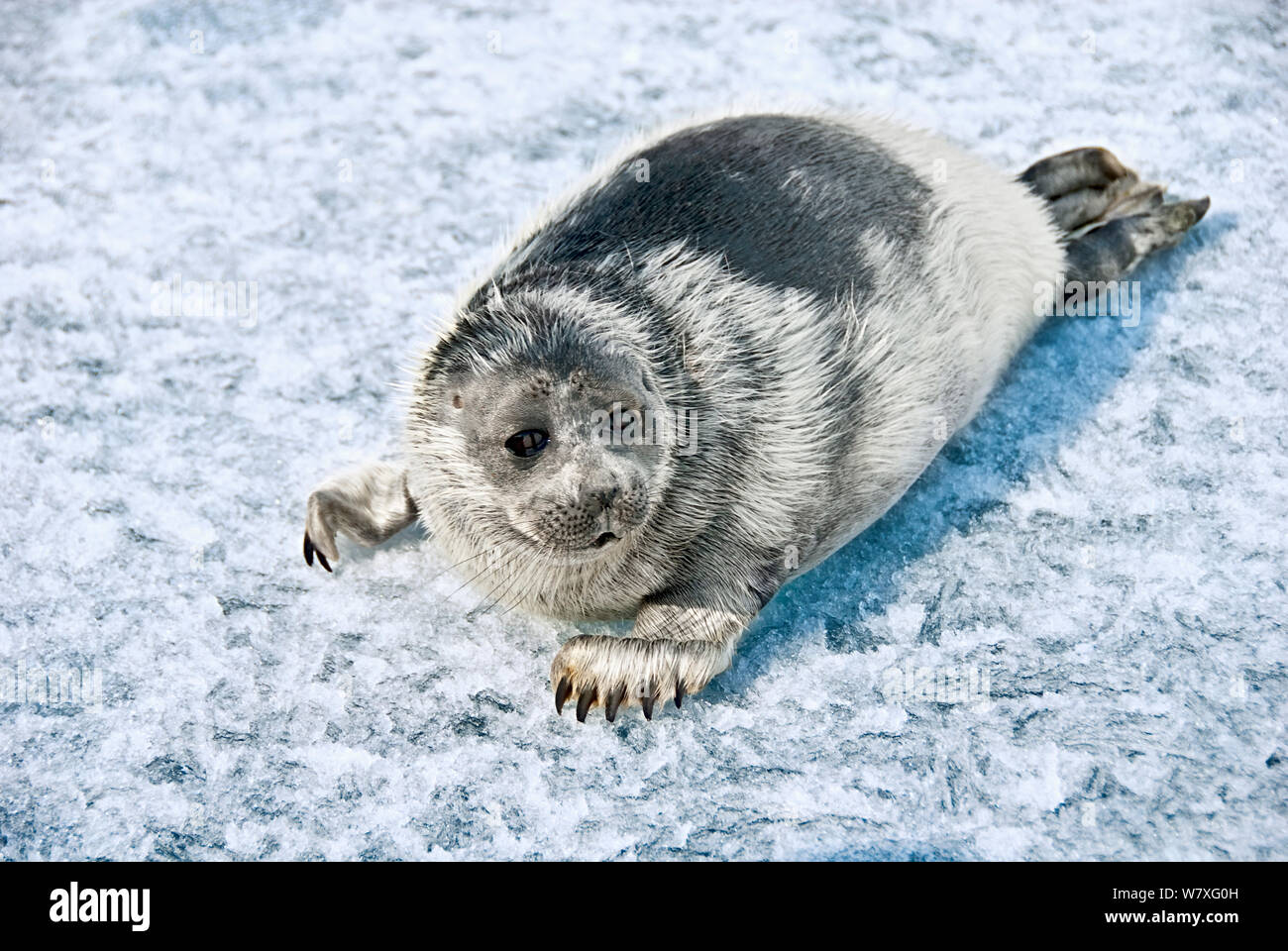 Baby Baikal seal (Pusa sibirica) on ice. Lake Baikal, Russia, April ...