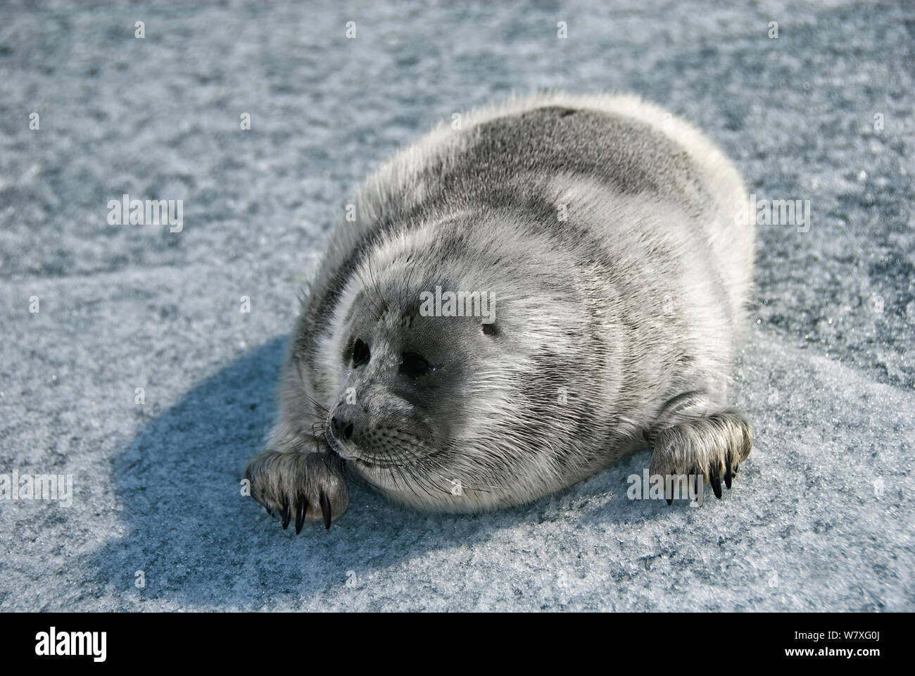 Nerpa seal ice hi-res stock photography and images - Alamy
