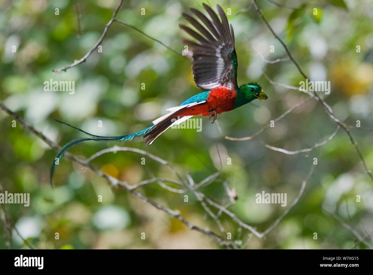Quetzal Flying