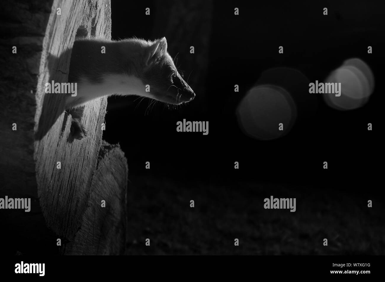 Rocket Raccoon Log Trap