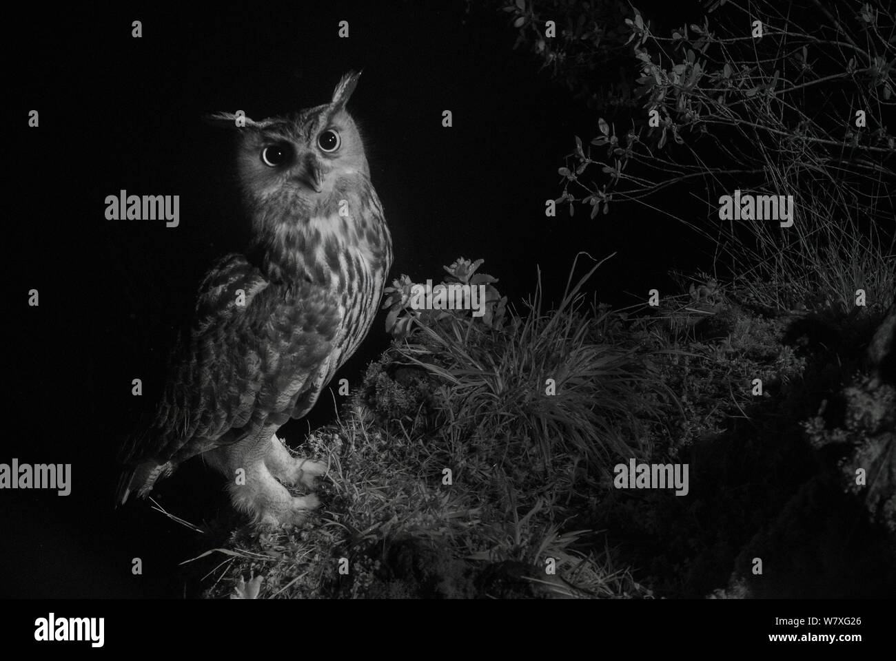 Eurasian eagle owl (Bubo bubo) perched with prey offering for female ...