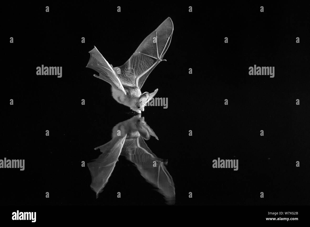 Grey long-eared bat (Plecotus austriacus) drinking in flight, taken at ...