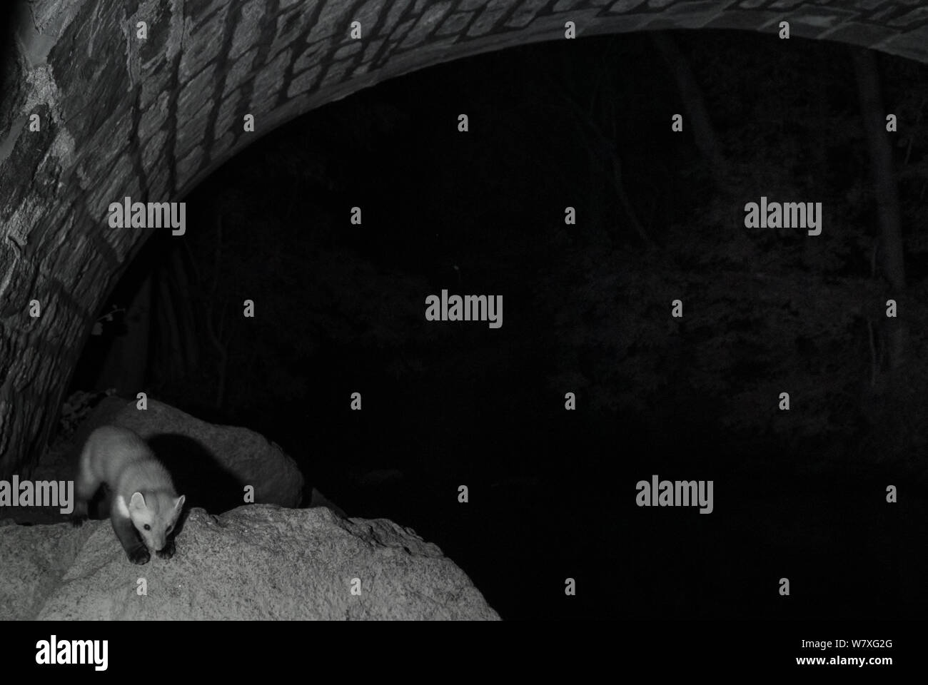 Stone marten / beech marten (Martes foina) under bridge, taken at night ...