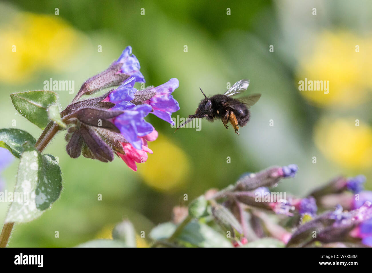 Hairy footed flower bee female hi-res stock photography and images - Alamy