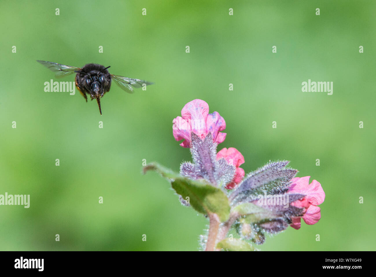 Hairy footed flower bee female hi-res stock photography and images - Alamy
