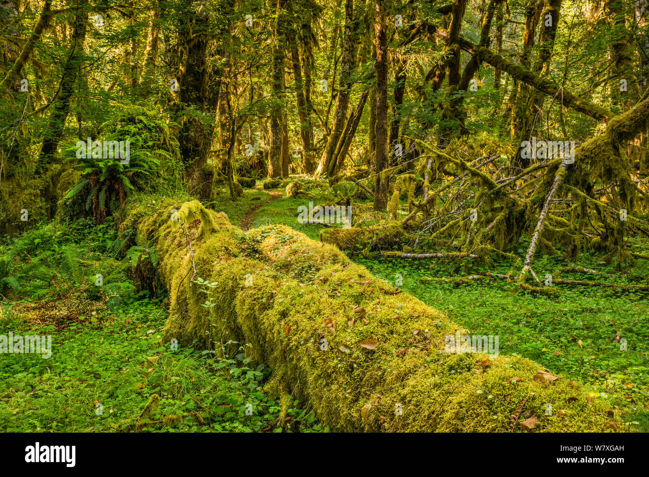 Fallen tree covered with moss in temperate rain forest, at Sams River ...