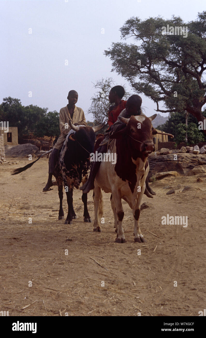 Dogon boys riding bullocks in village. Mali, 2005-2006 Stock Photo - Alamy
