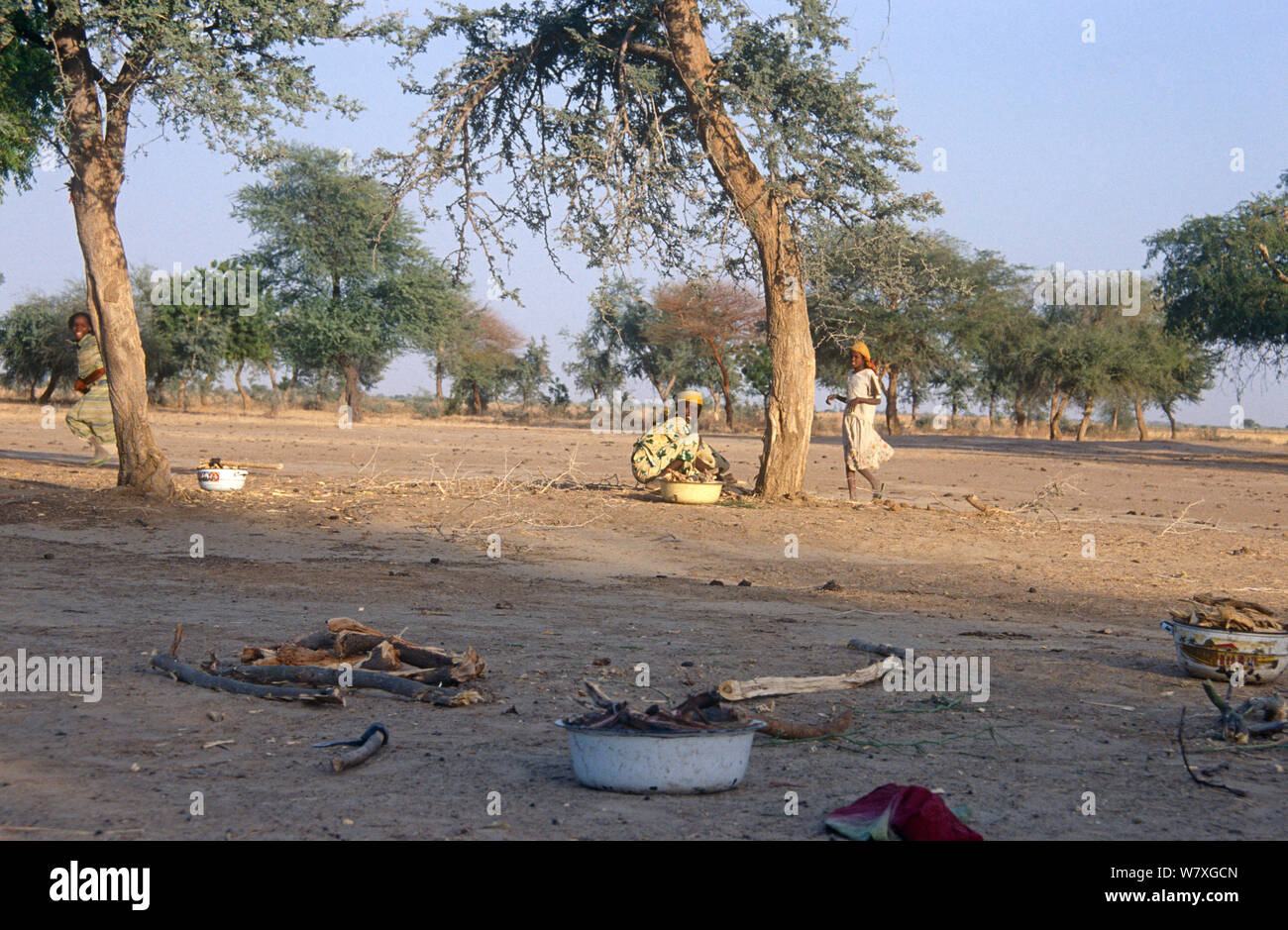 Village girls collecting firewood, Chad, 2002-2003 Stock Photo - Alamy