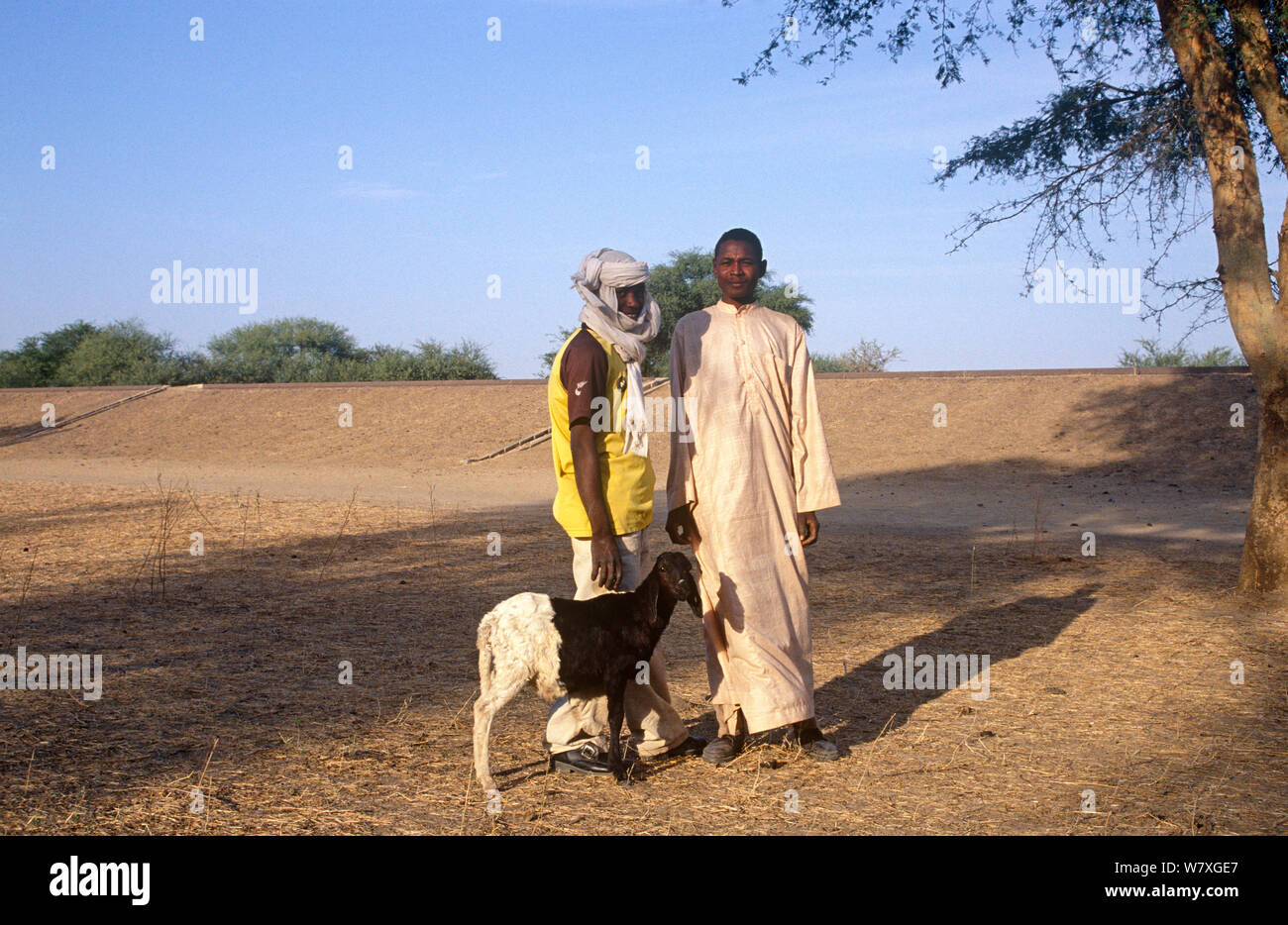 Two Goran villagers posing with sheep, Chad, 2002-2003 Stock Photo - Alamy