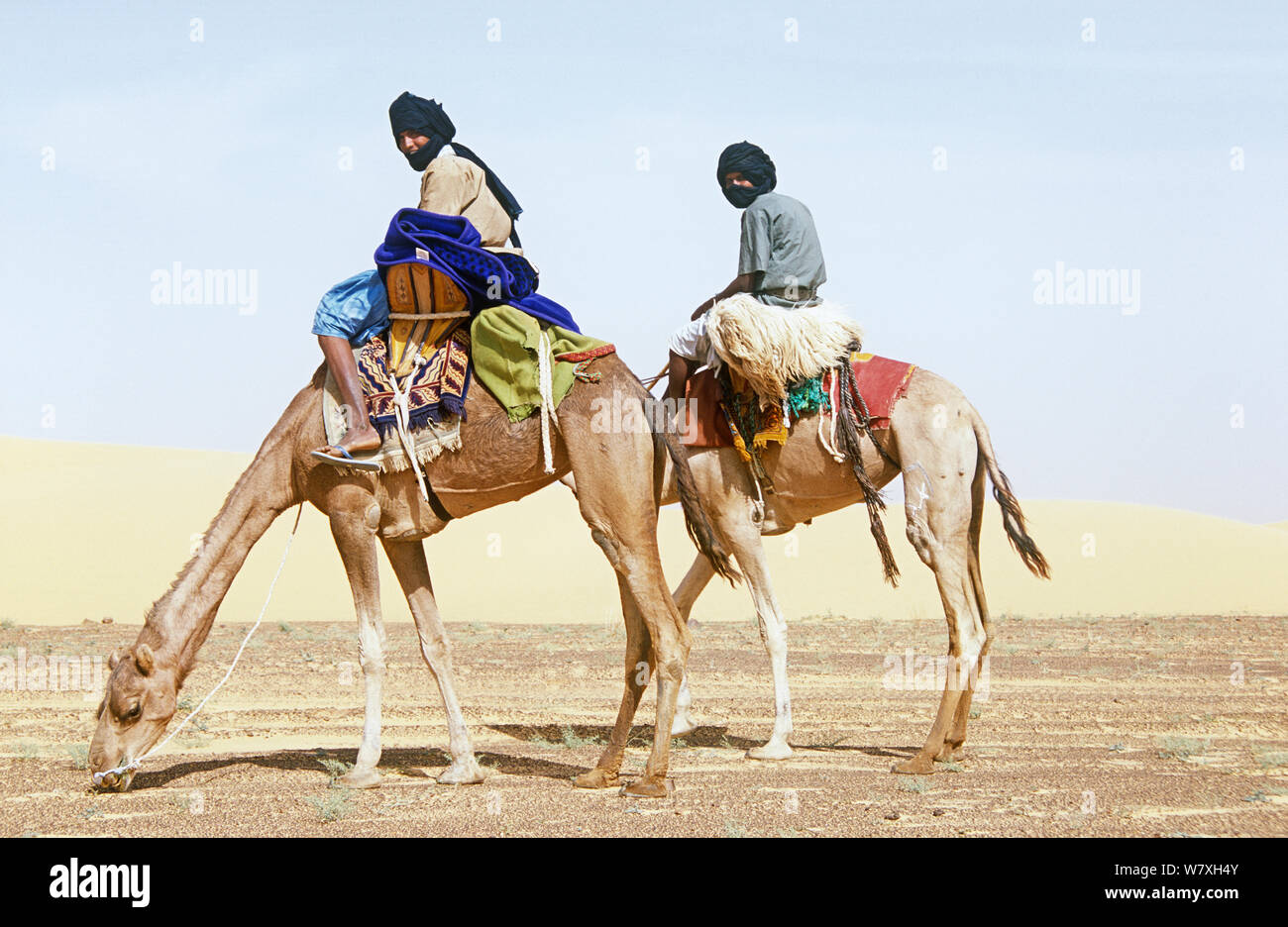 Men riding camels hi-res stock photography and images - Alamy
