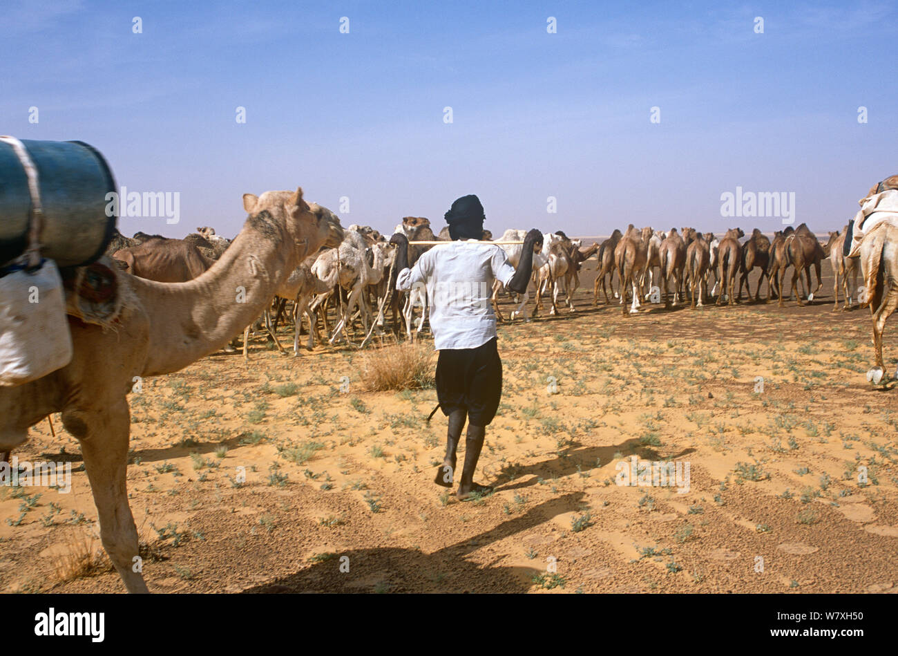 Nomadic men with camels searching for new pasture, central Mauritania, 2004 Stock Photo - Alamy