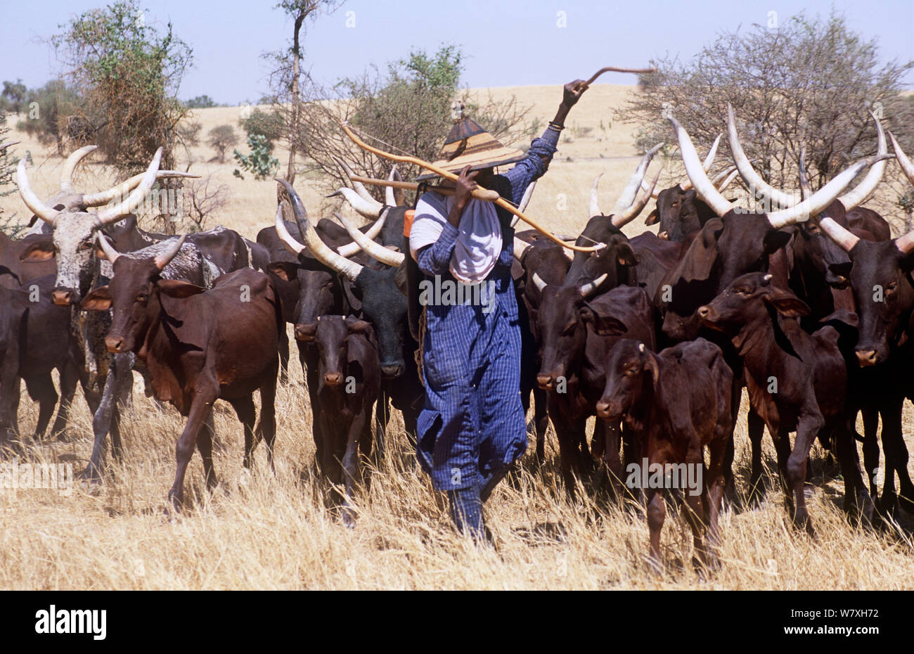 Fulani cattle hi-res stock photography and images - Alamy
