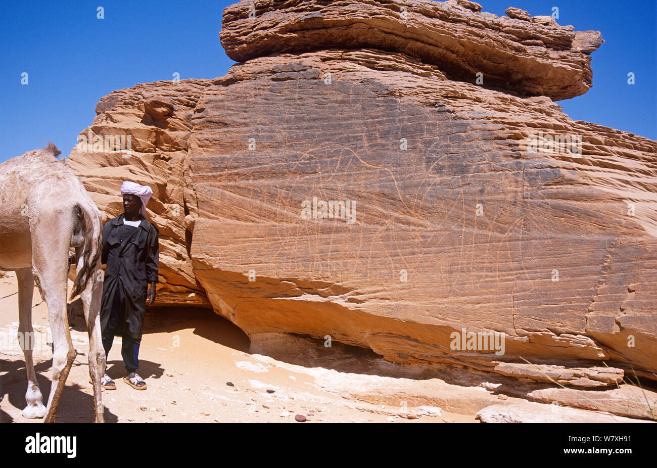 Guide and camel stood by rock carvings of elephants, northern Niger ...