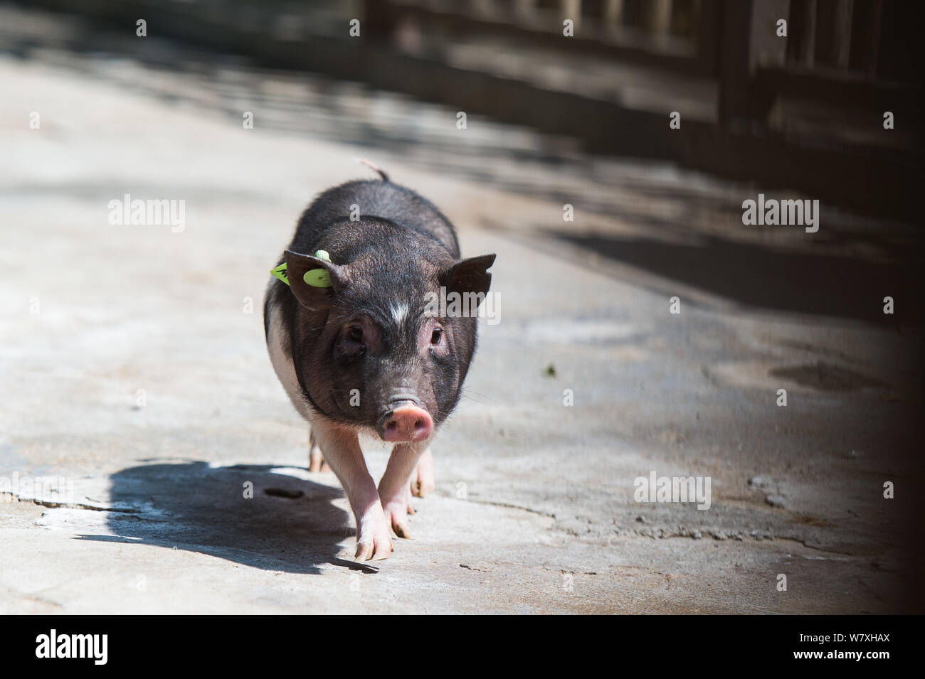 The "GHR cloning pig", cloned by Shenzhen Huada Gene Research Institute ...
