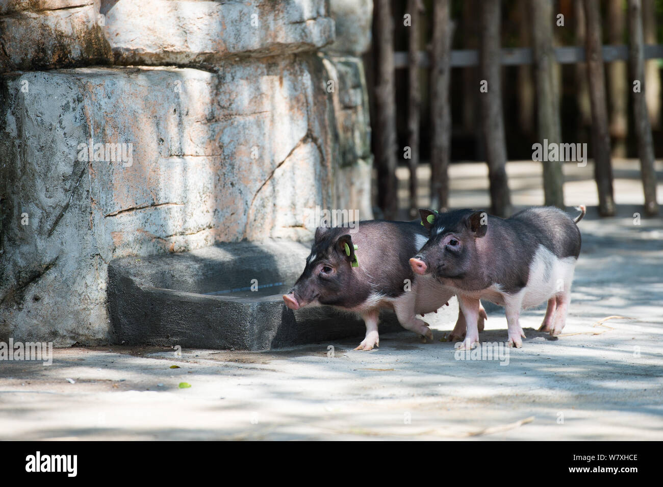 The "GHR cloning pig", cloned by Shenzhen Huada Gene Research Institute ...