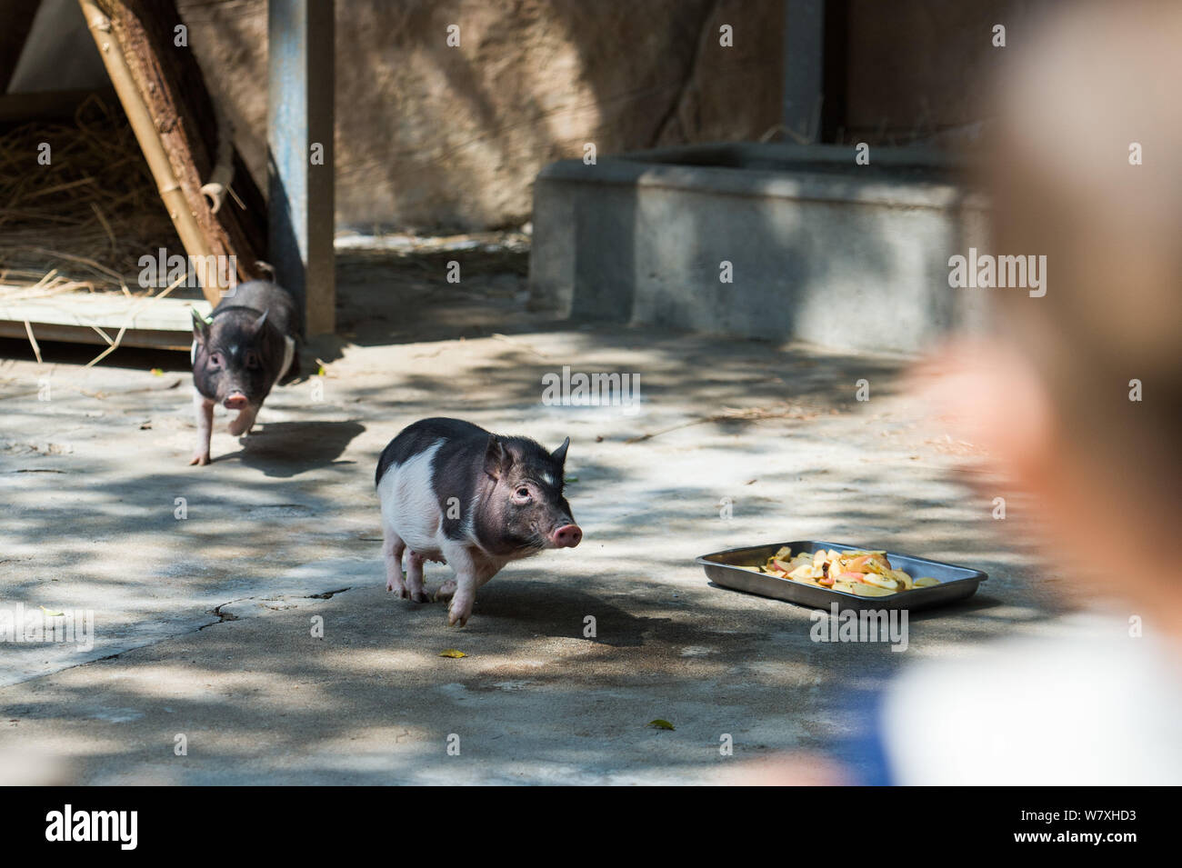 The "GHR cloning pig", cloned by Shenzhen Huada Gene Research Institute ...
