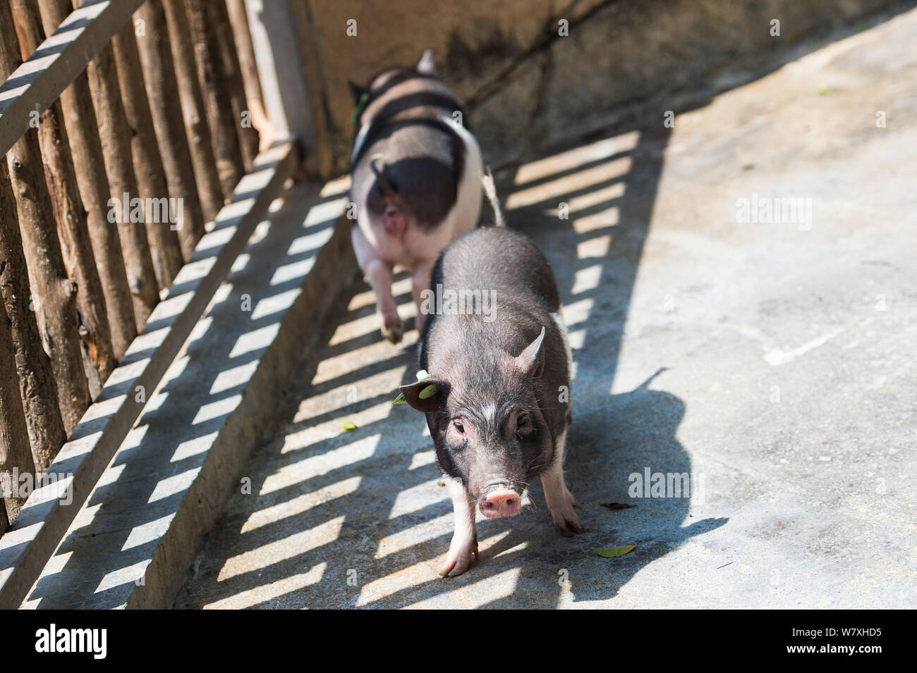 The "GHR cloning pig", front, cloned by Shenzhen Huada Gene Research ...