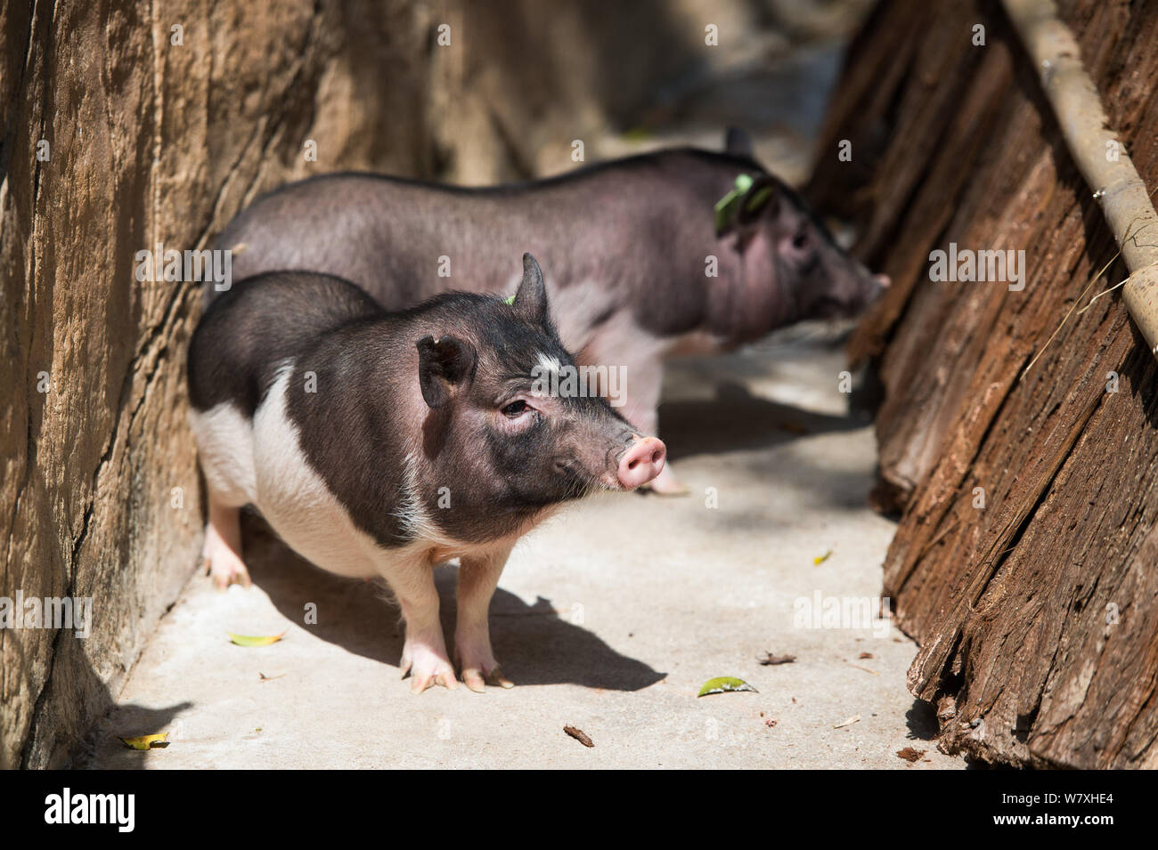 The "GHR cloning pig", cloned by Shenzhen Huada Gene Research Institute ...