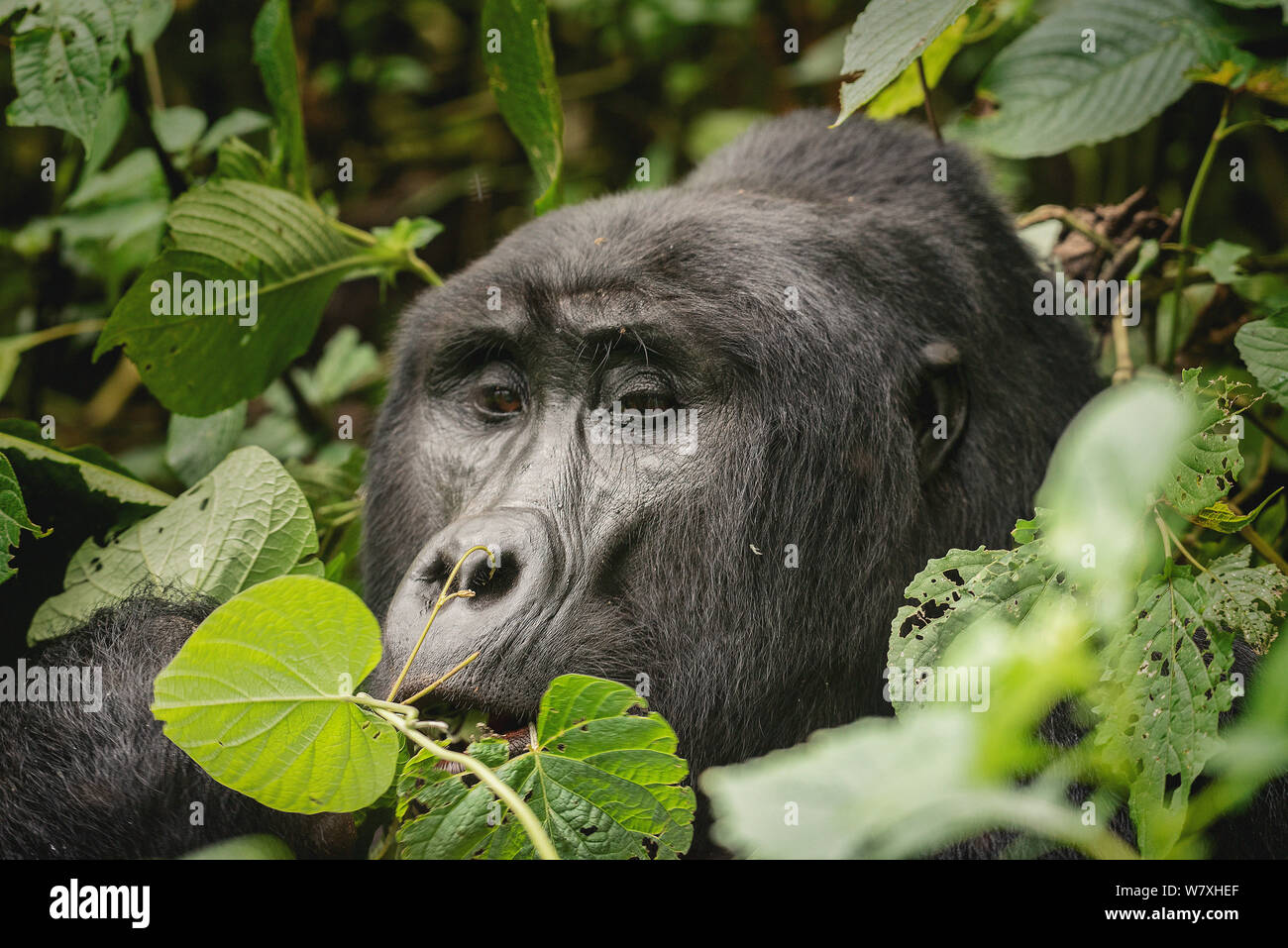 Mountain Gorilla Silverback eating Stock Photo - Alamy