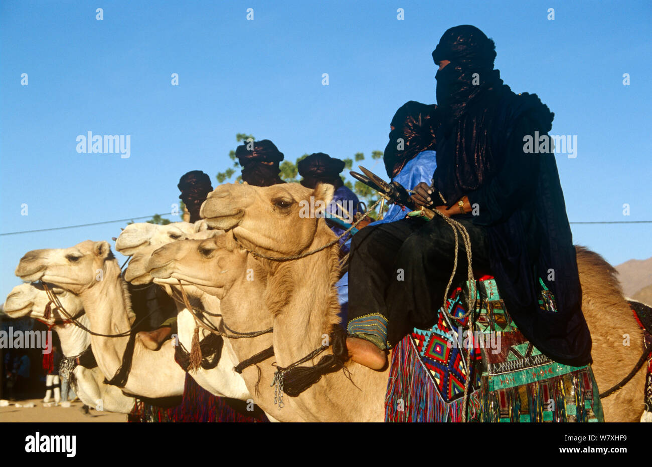 Tuareg camel riders on display at the Iferouane festival, central Niger ...