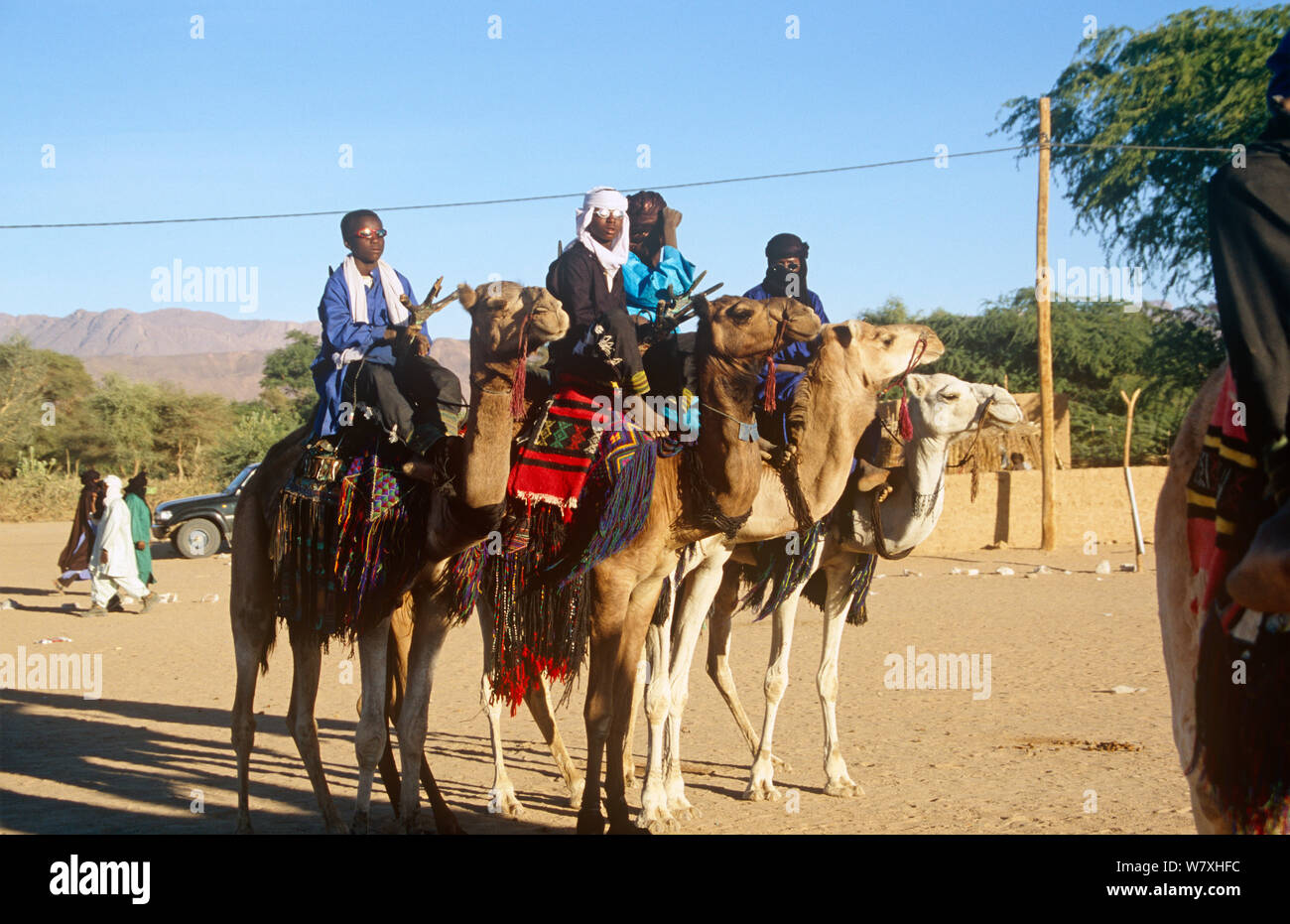 Tuareg camel riders on display at the Iferouane festival, central Niger ...