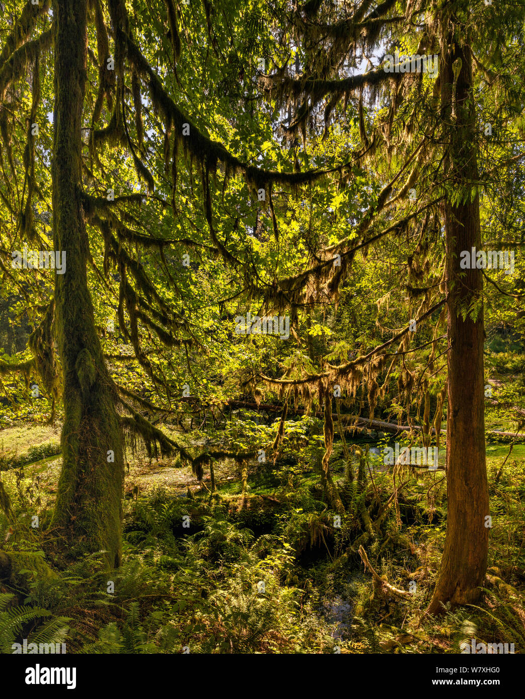 Hall of Moses Trail, Hoh Rain Forest, Olympic National Park, Washington ...