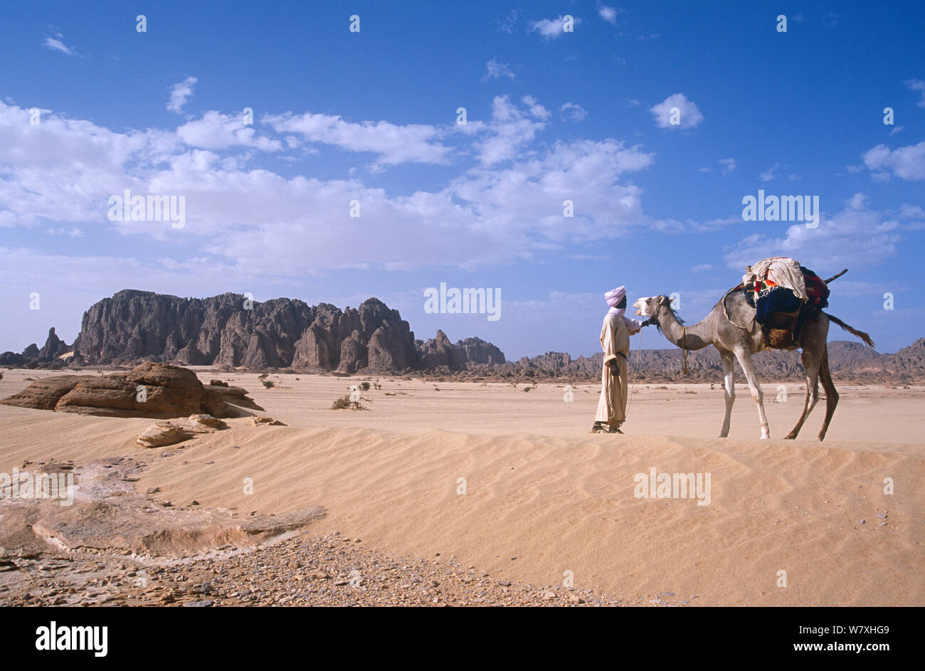 Bede, a Toubou guide, with camel on the journey to the far north of ...