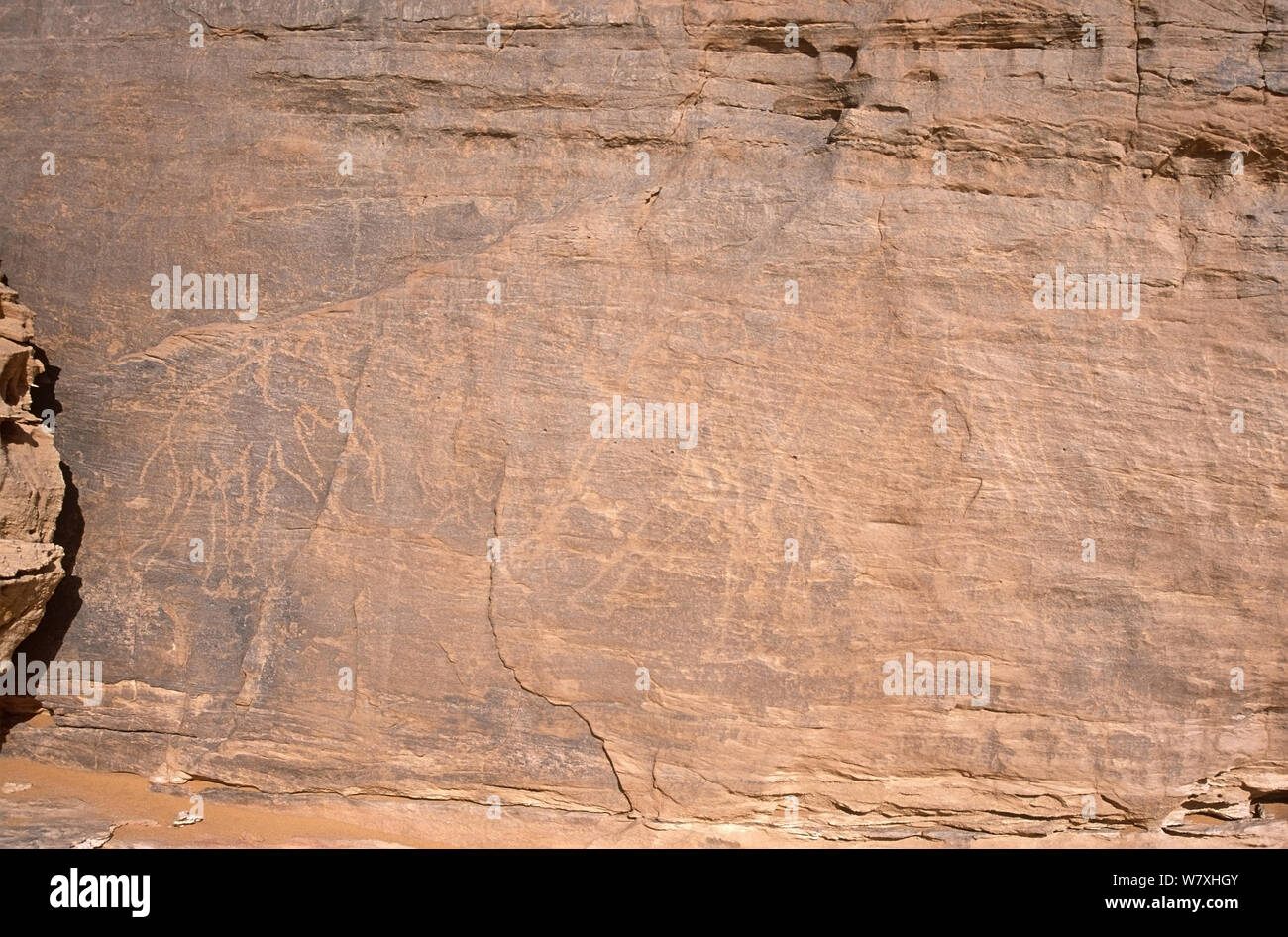 Ancient rock engravings of elephants, thought to be at least 8000 years ...