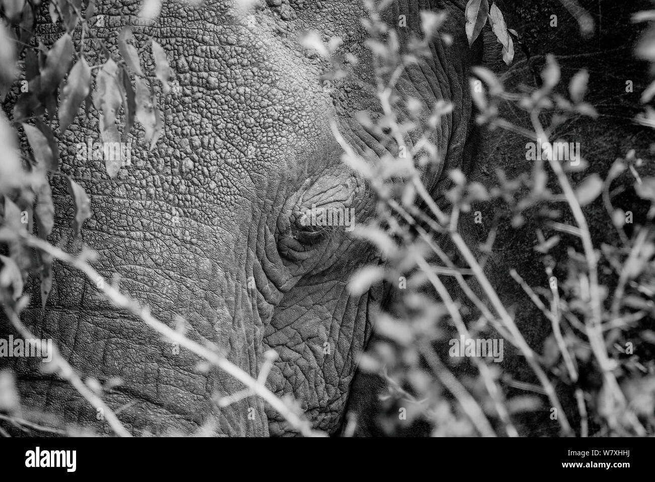 African Elephant eye detail Stock Photo - Alamy