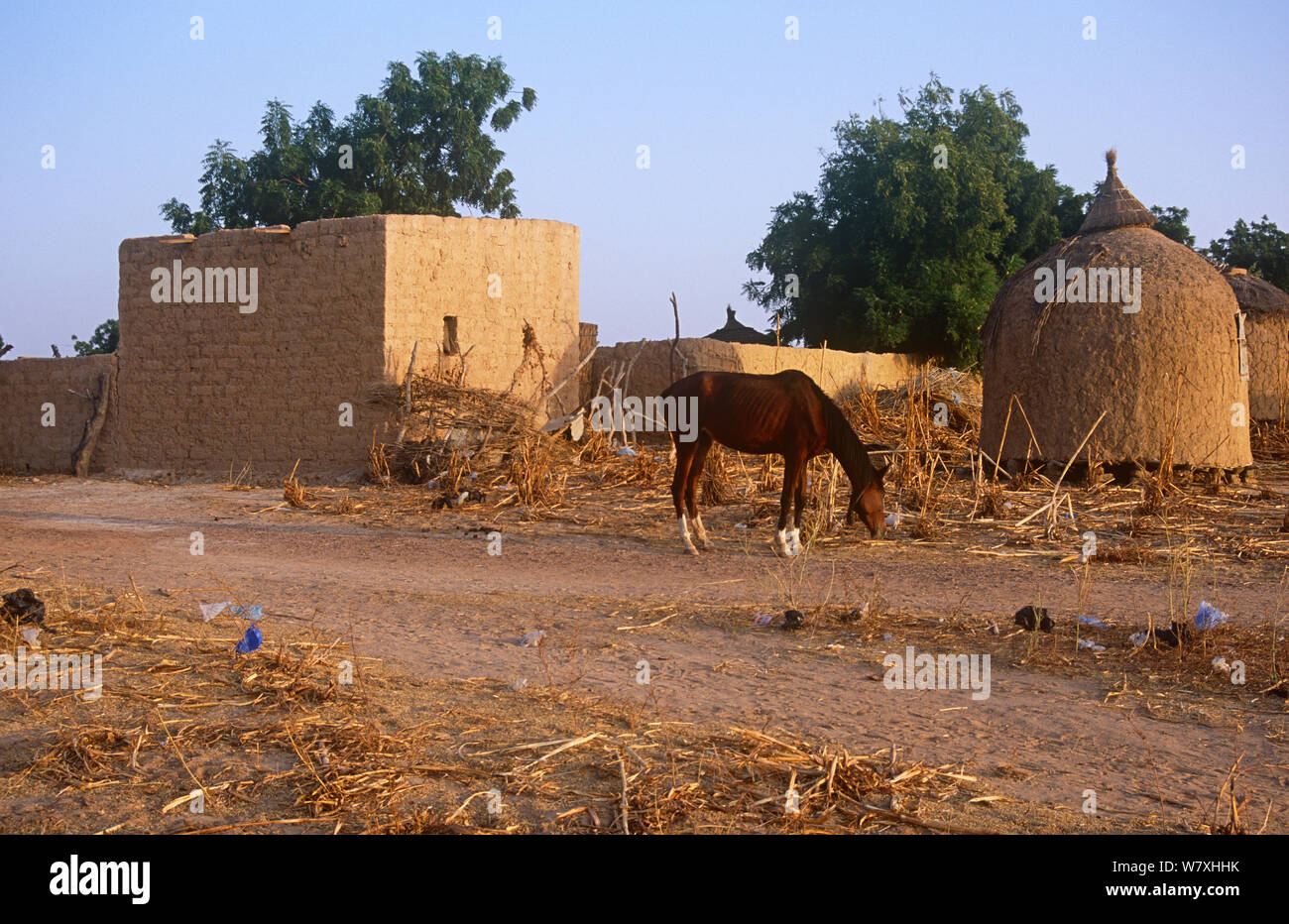 Hausa horse hi-res stock photography and images - Alamy