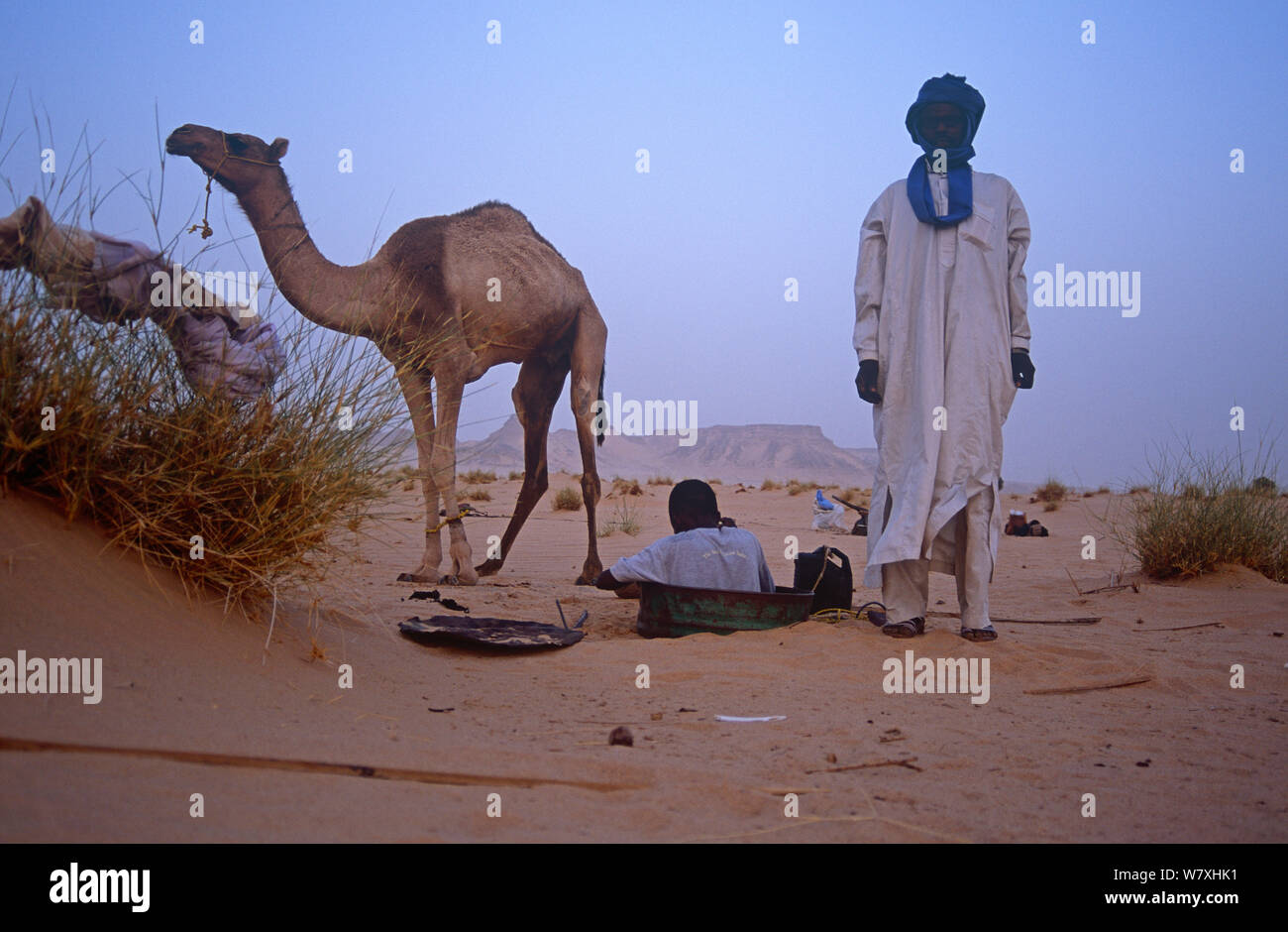 Toubou nomad making camp in the desert, the far north of Niger, 2005 ...