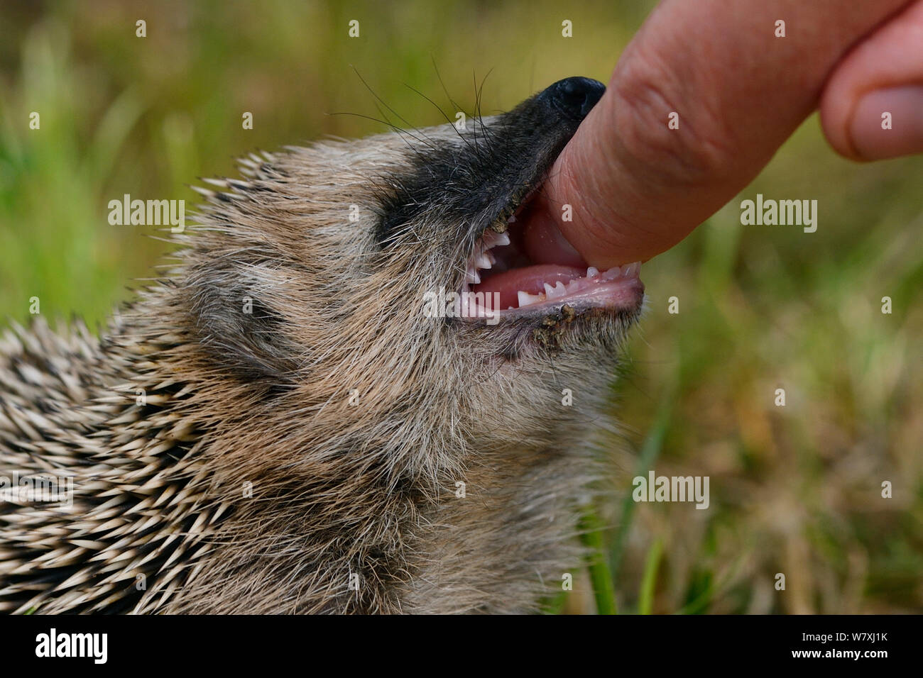 Hedgehog human hi-res stock photography and images - Alamy