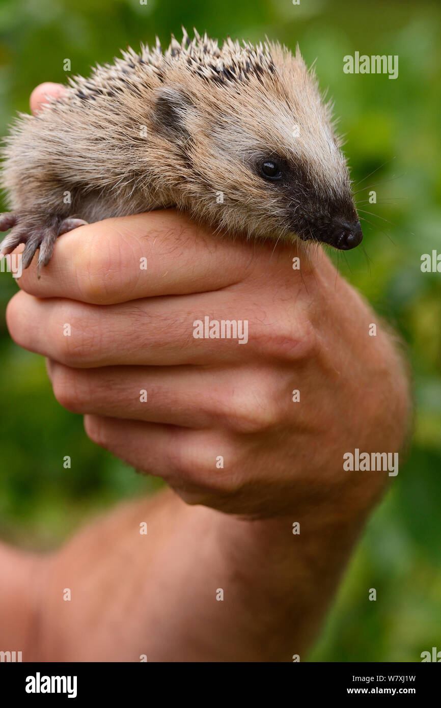 Mammal hands hi-res stock photography and images - Alamy