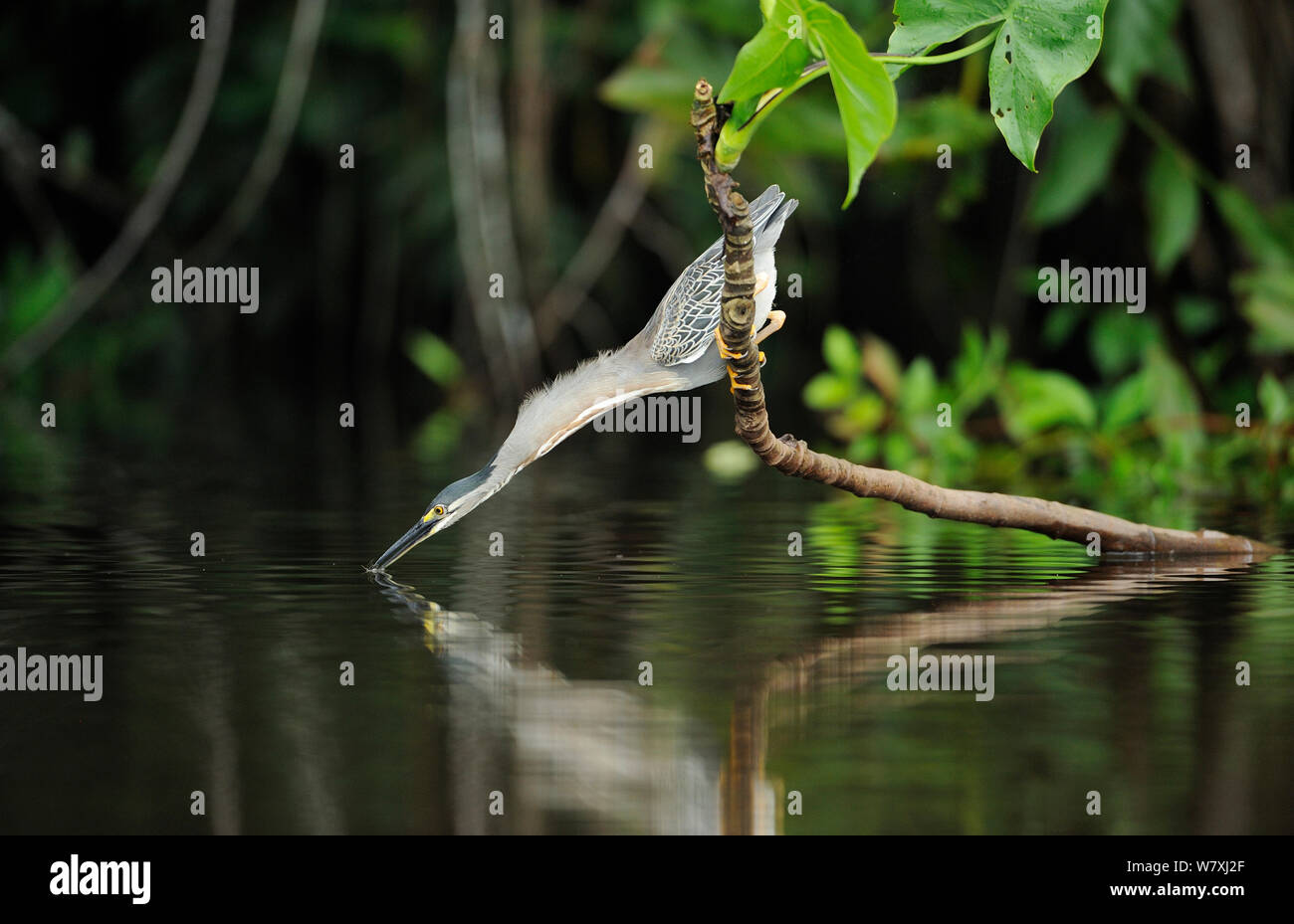 Wildlife predation hi-res stock photography and images - Alamy