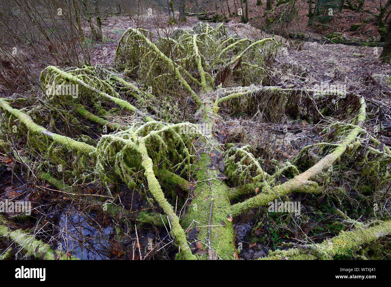 Dead and decaying fallen trees hi-res stock photography and images - Alamy