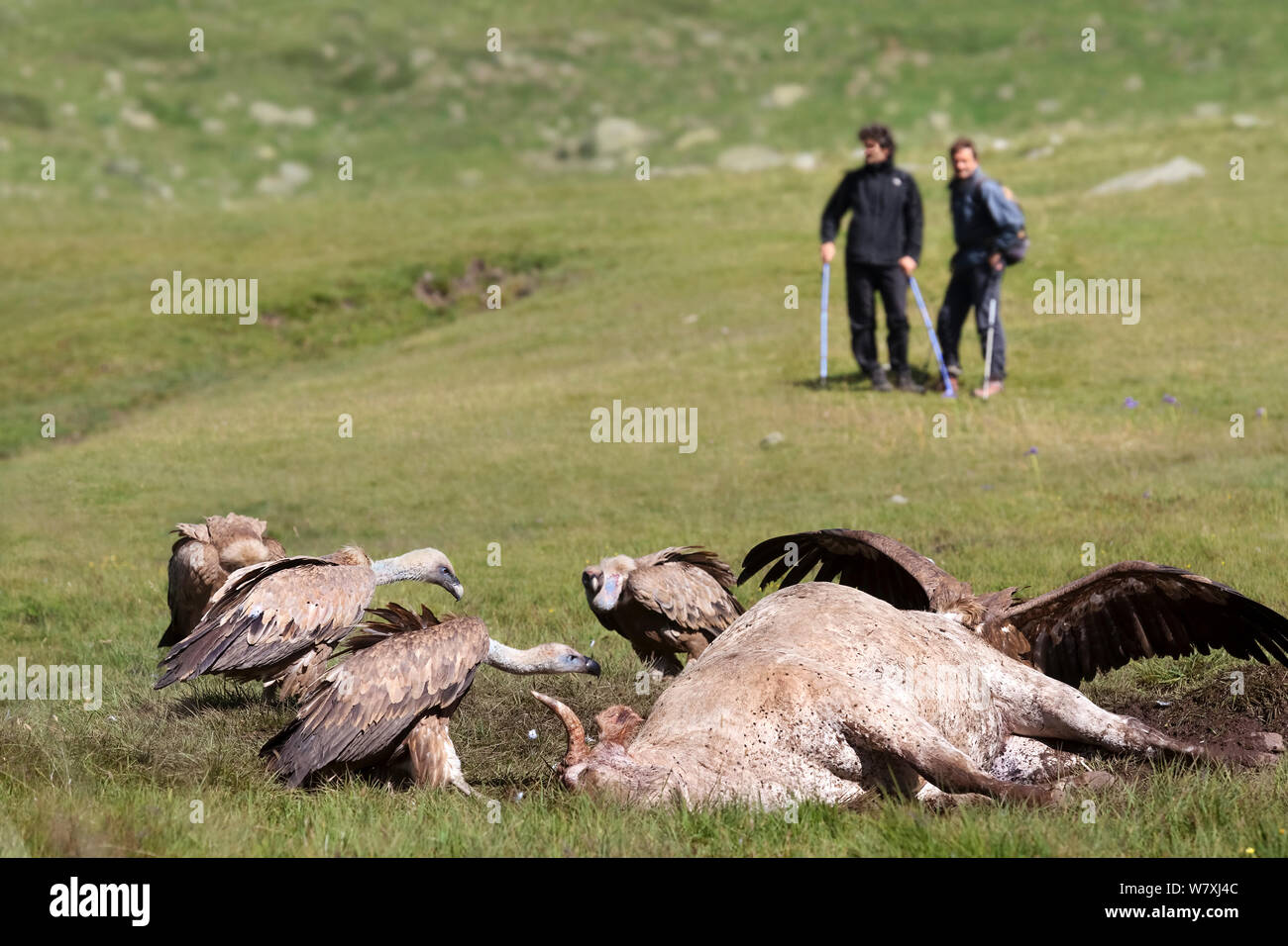 French pyrenees birds hi-res stock photography and images - Alamy