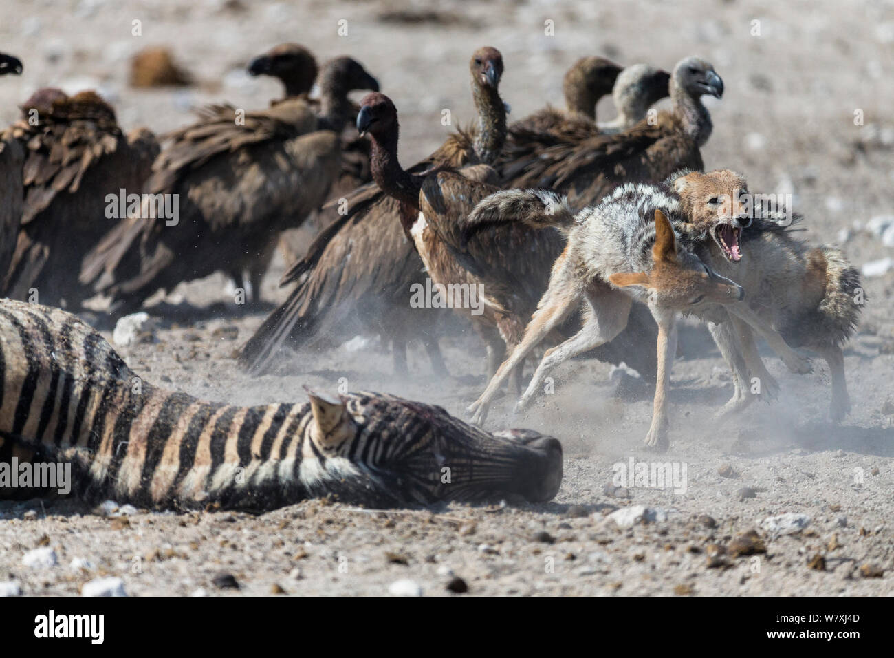 Vulture death vultures africa hi-res stock photography and images - Alamy