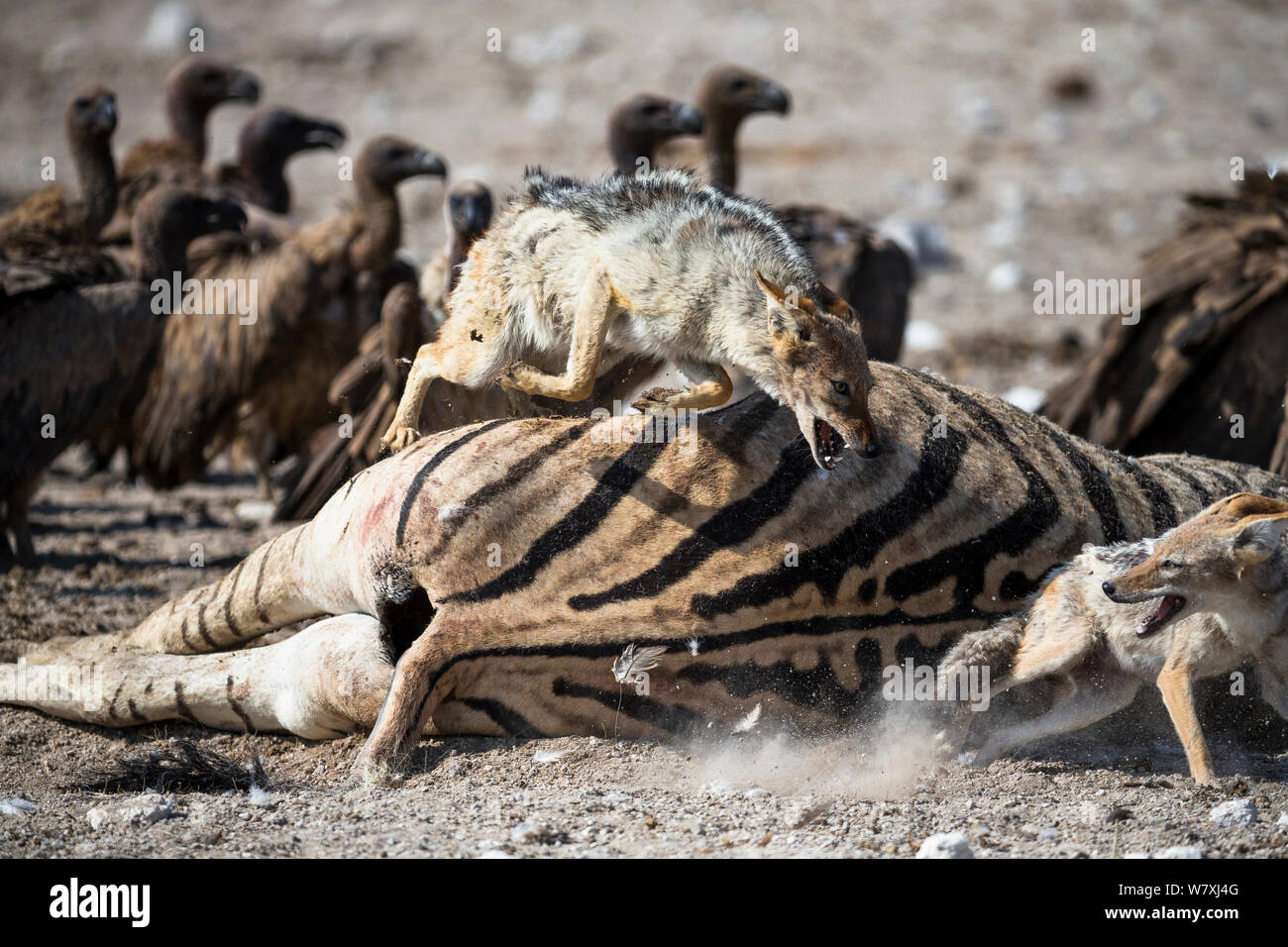 Vulture death vultures africa hi-res stock photography and images - Alamy