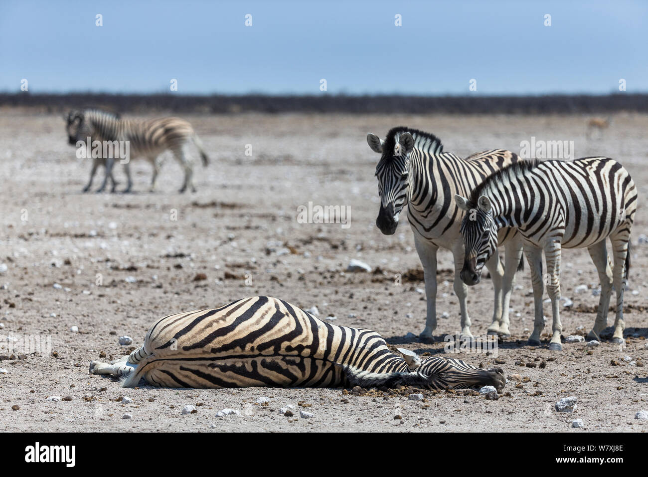 Zebras Giving Birth