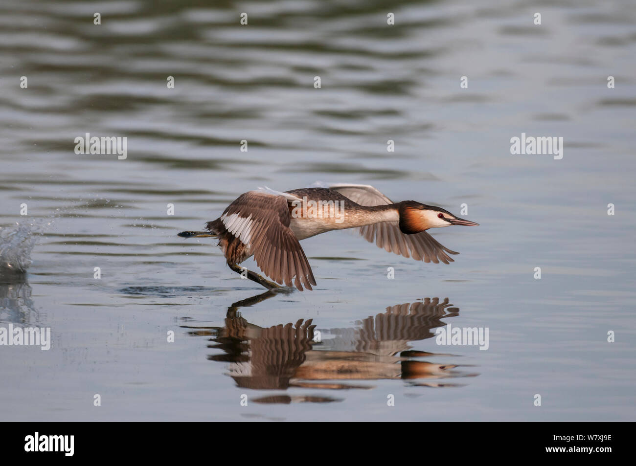 Great crested grebe (Podiceps cristatus) running on water, defending ...