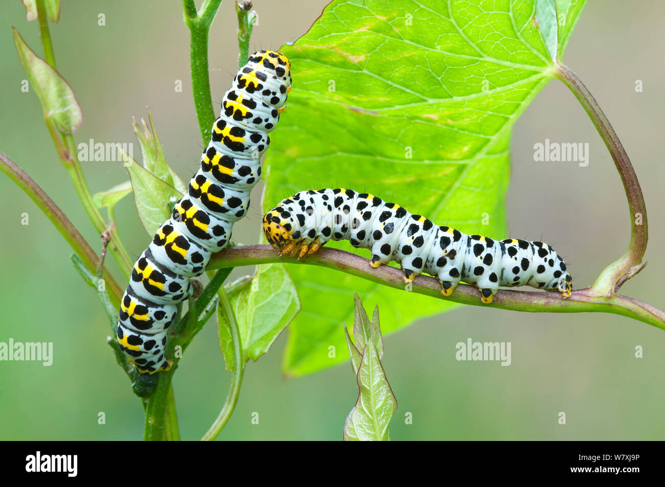 Mullein moth (Cucullia verbasci) caterpillars, Peerdsbos, Brasschaat ...
