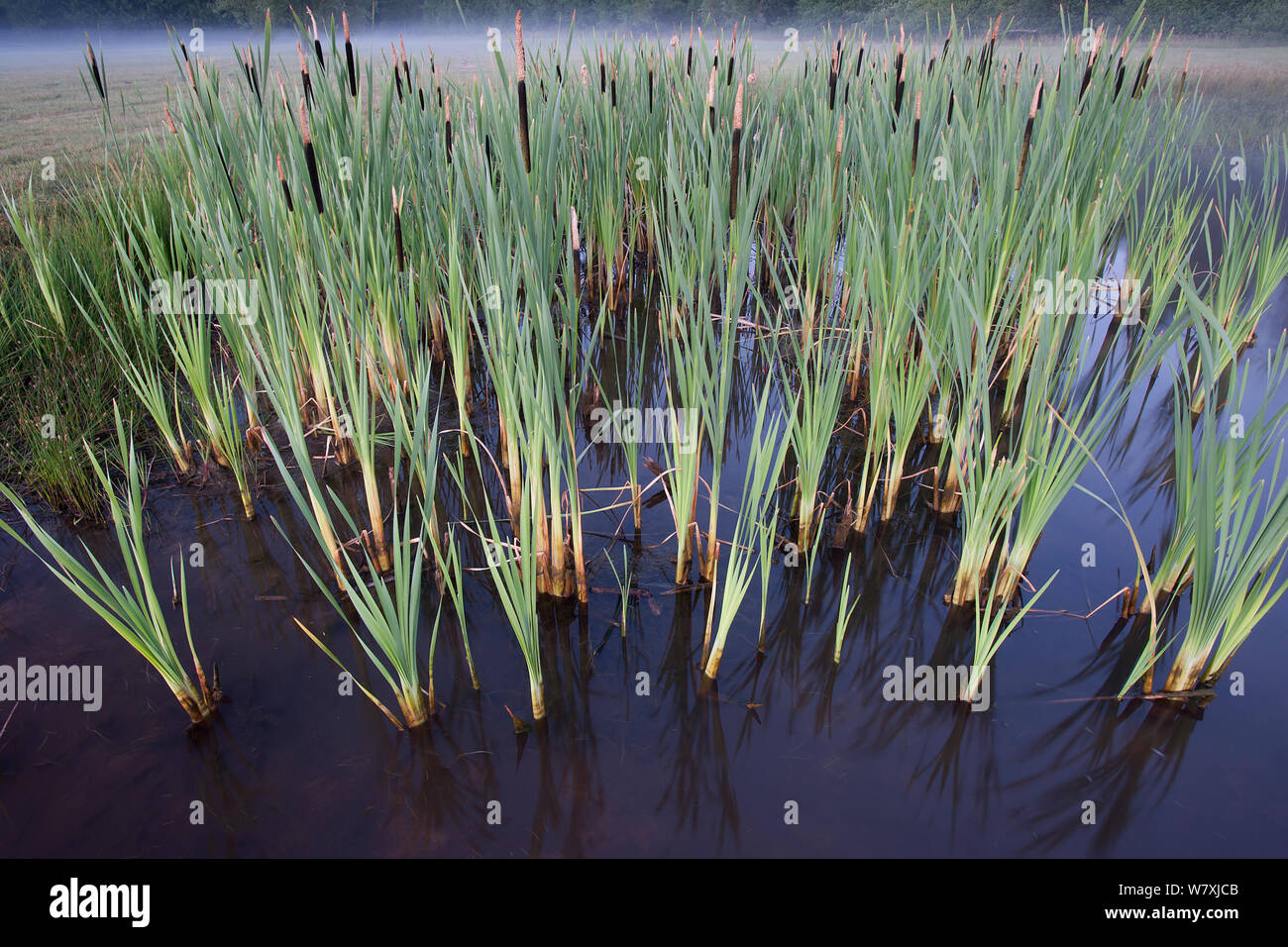 Bulrush (Typha latifolia) Klein Schietveld , Brasschaat, Belgium, June ...