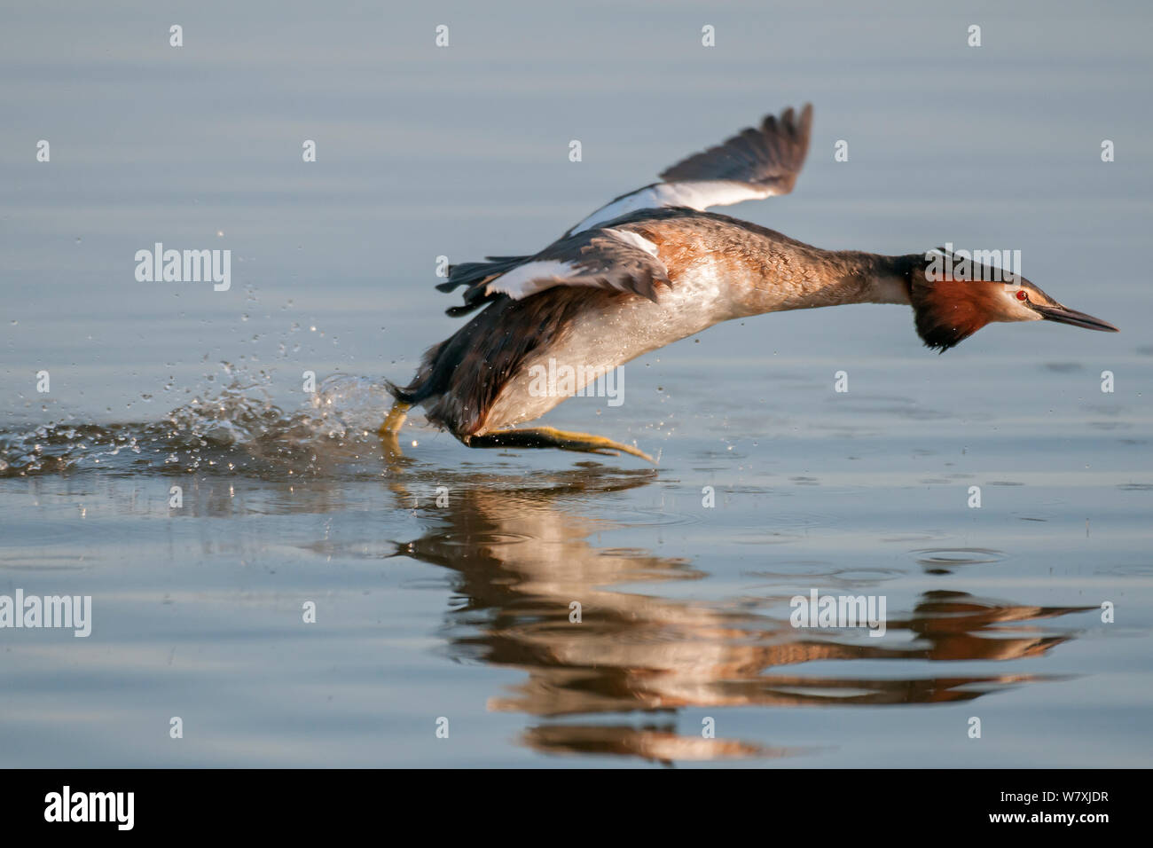Great crested grebe (Podiceps cristatus) running on water, defending ...