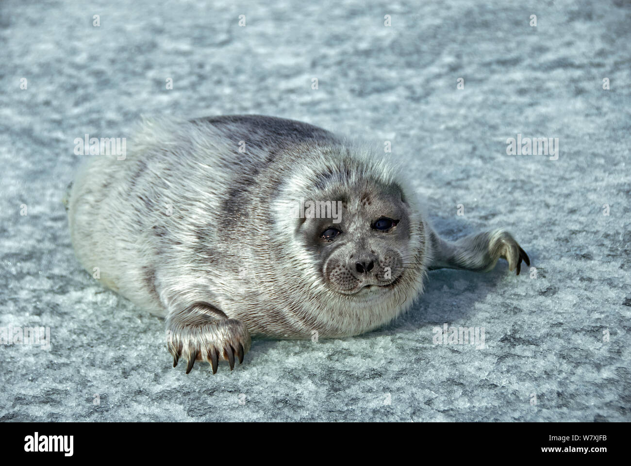 Baikal seal phoca sibirica baikal hi-res stock photography and images ...