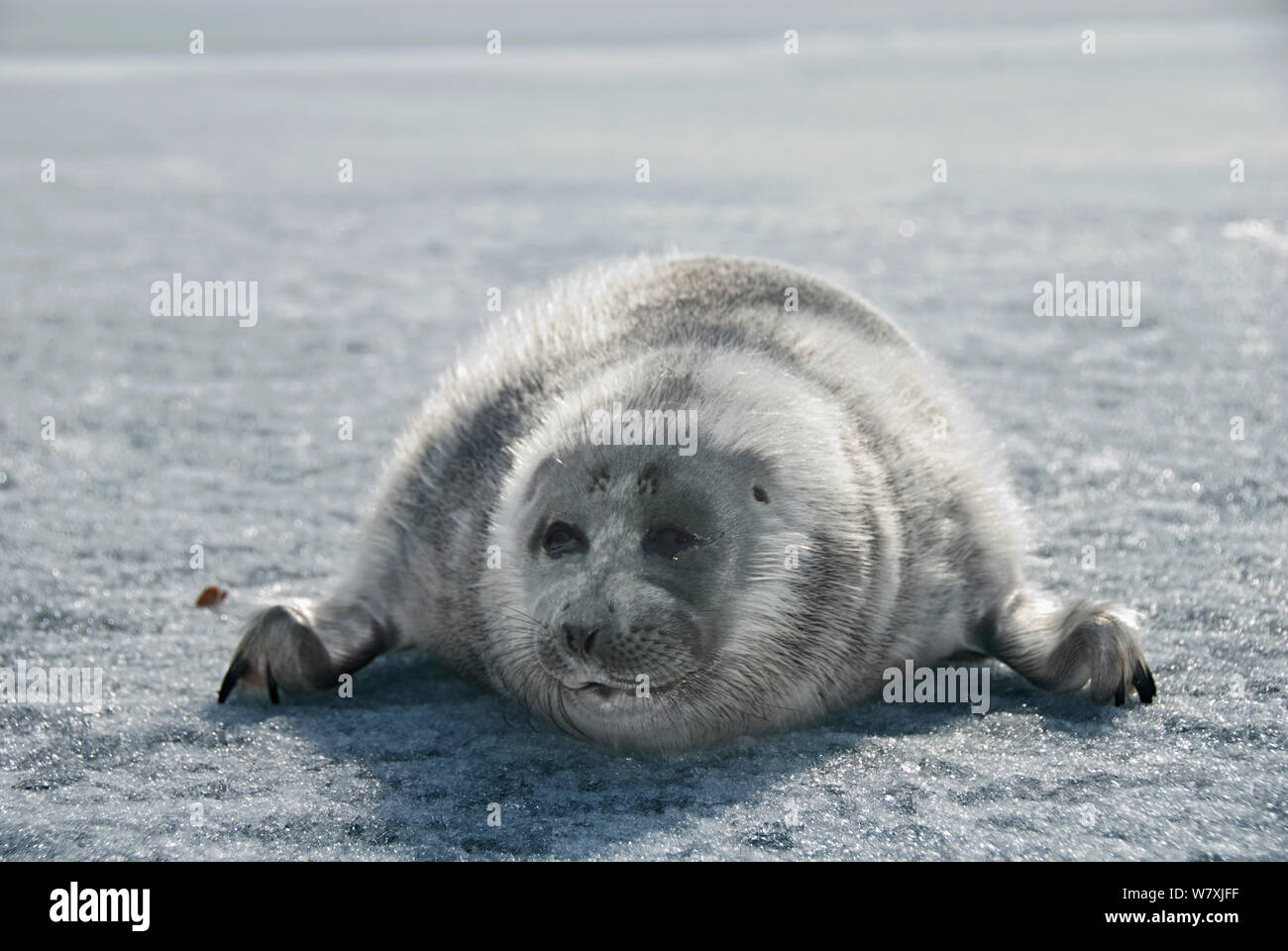Baikal seal phoca sibirica baikal hi-res stock photography and images ...