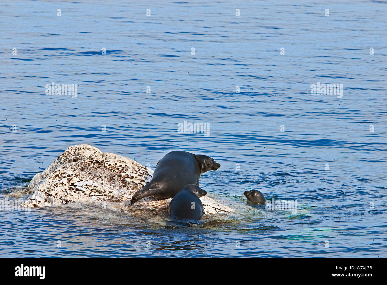 Baikal seals (Pusa sibirica) hauled out on rock, endemic species. Lake ...