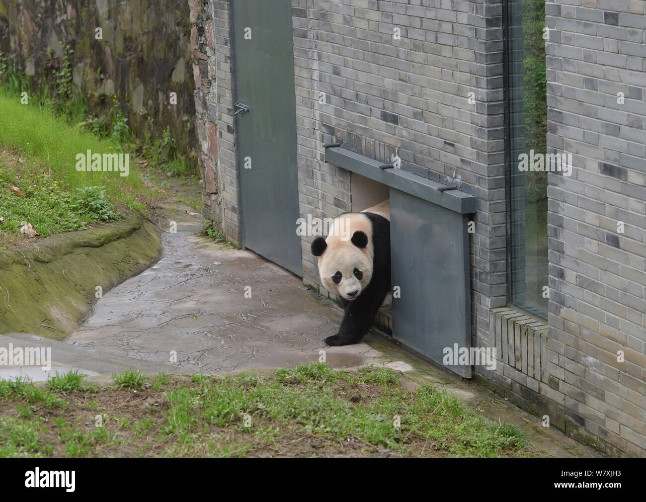 The three-year-old American-born giant panda Bao Bao walks out of her ...
