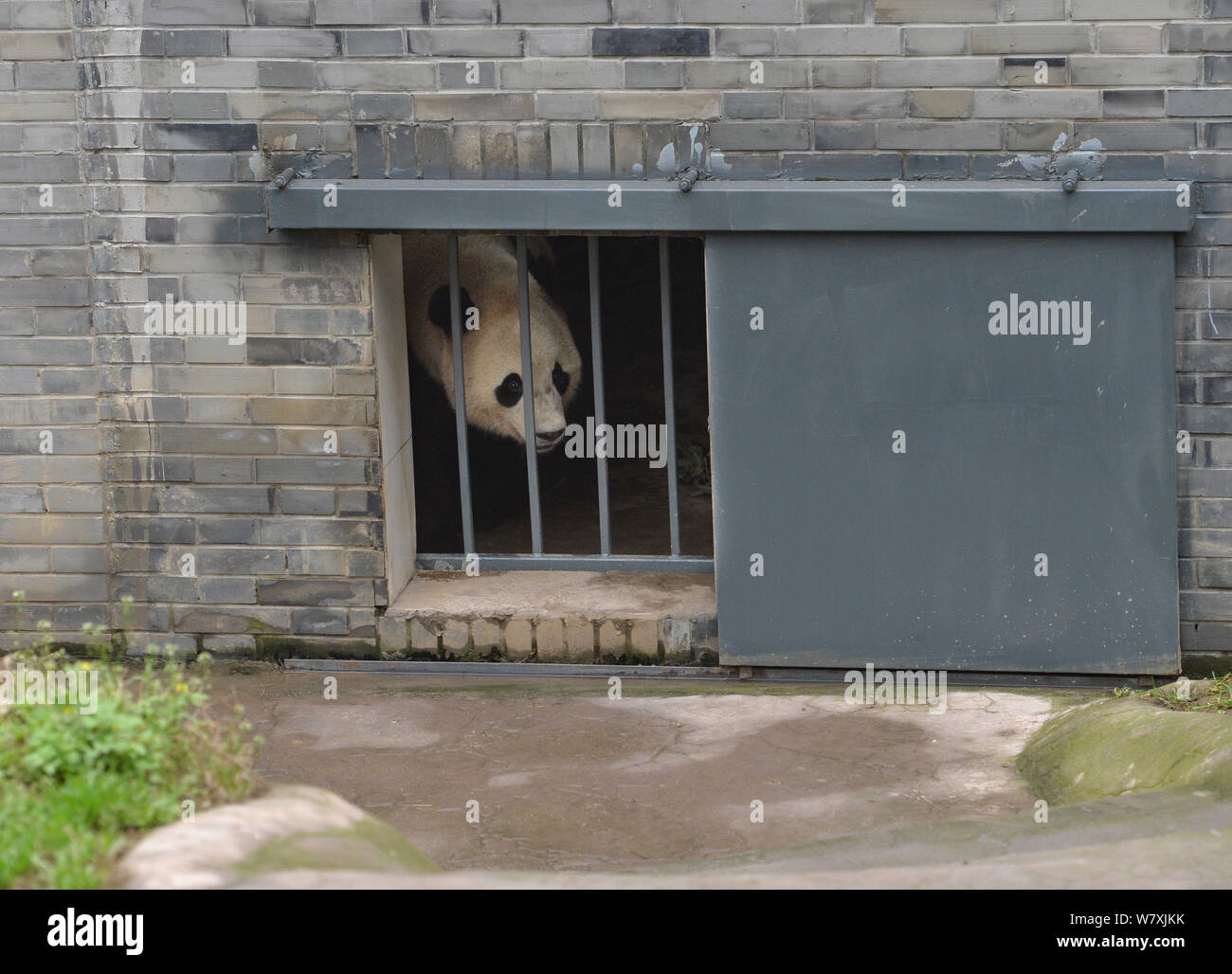 The three-year-old American-born giant panda Bao Bao is pictured at the ...