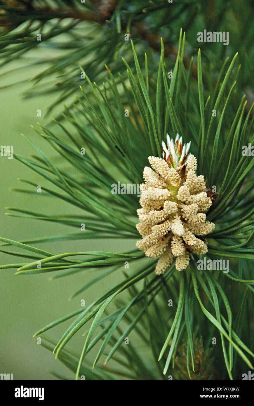 Pine leaf pinus sp leaf hi-res stock photography and images - Alamy